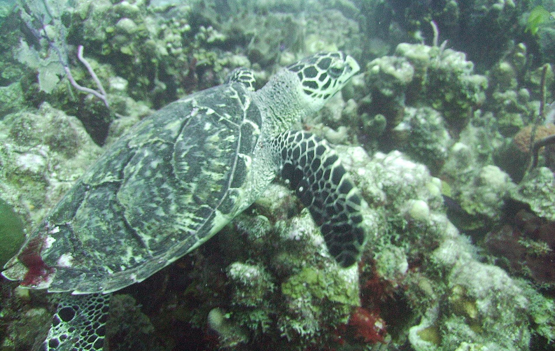 National Park of American Samoa Wildlife - National Park Photographer