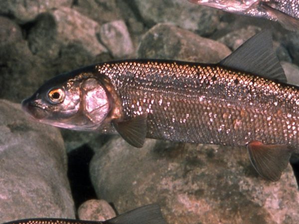 Grand Teton National Park Wildlife - National Park Photographer