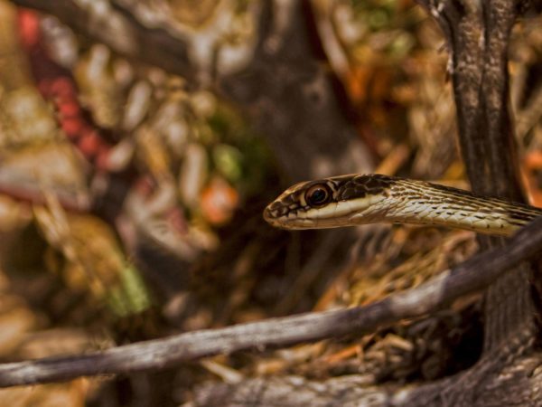 Zion National Park Wildlife - National Park Photographer