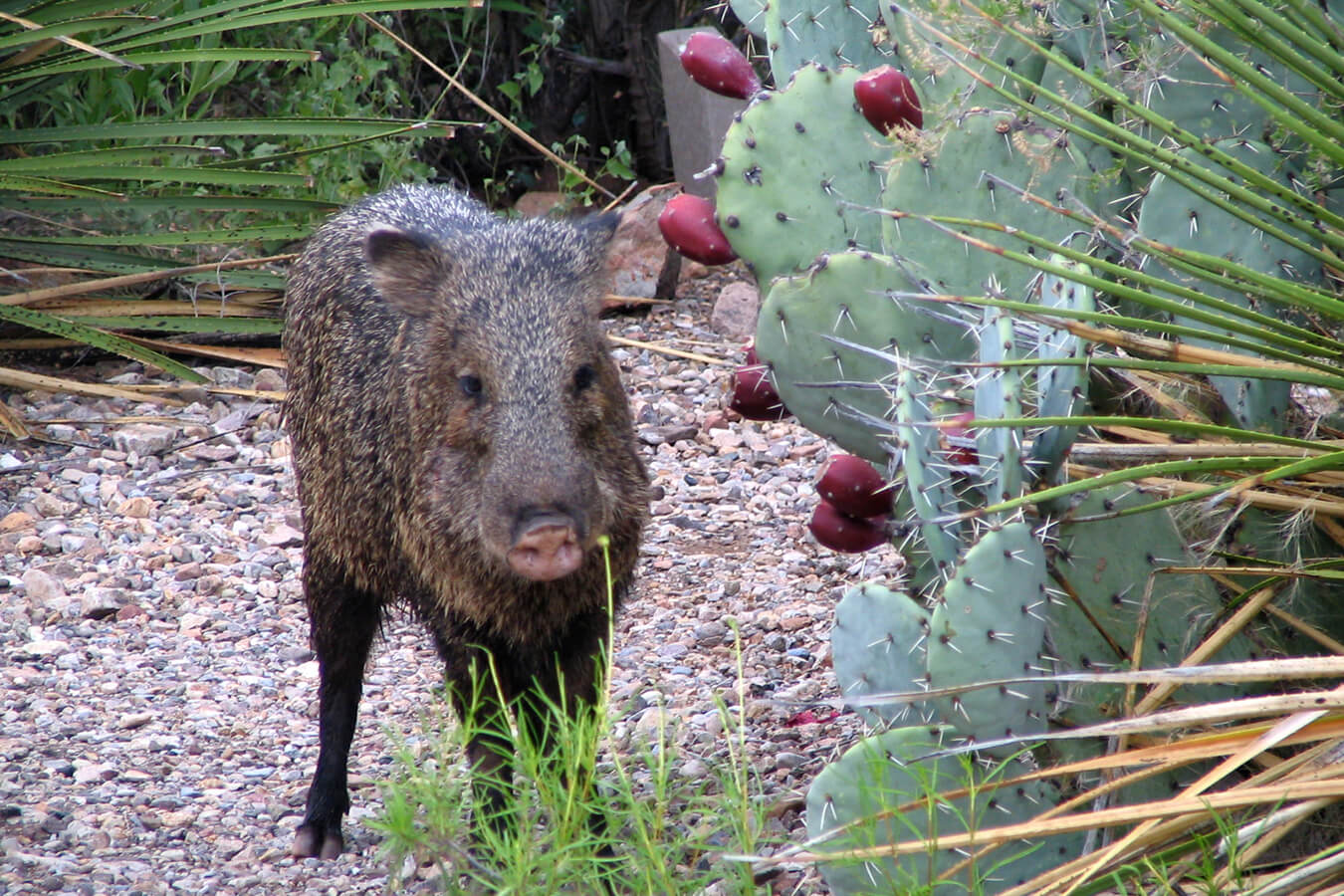 Big Bend National Park Wildlife - National Park Photographer