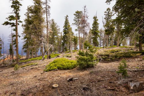 Bristlecone Loop Trail - Bryce Canyon National Park