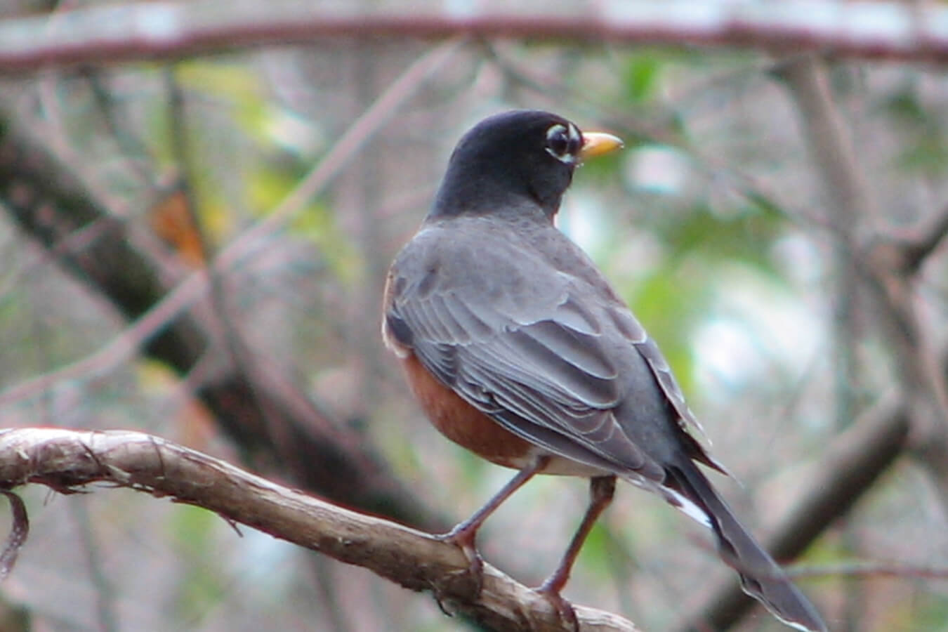 Congaree National Park Wildlife - National Park Photographer