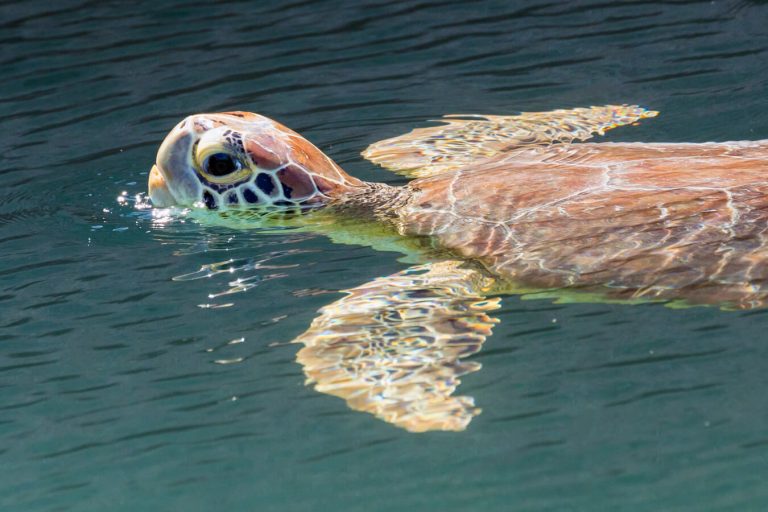 Dry Tortugas National Park Wildlife - National Park Photographer