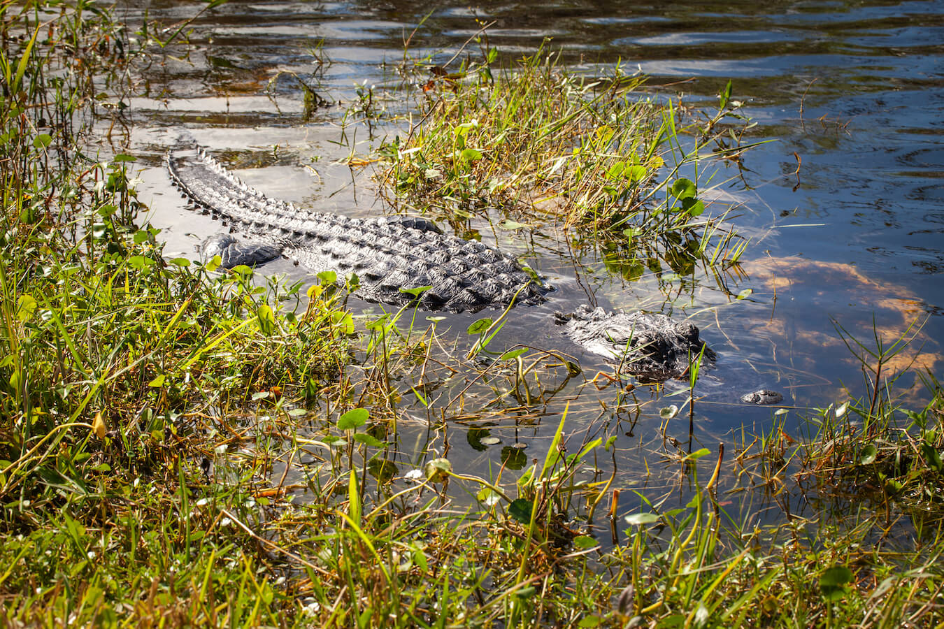 Everglades National Park Wildlife - National Park Photographer