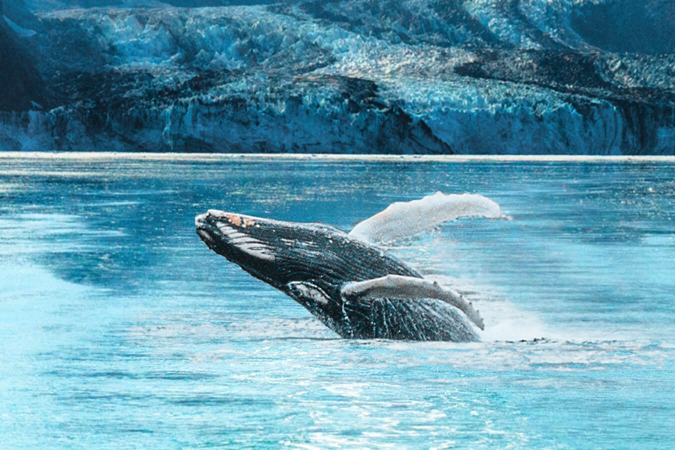 Glacier Bay National Park and Preserve Wildlife - National Park ...