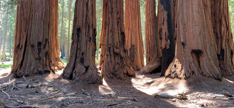 Sequoia National Park - Top Photography Locations
